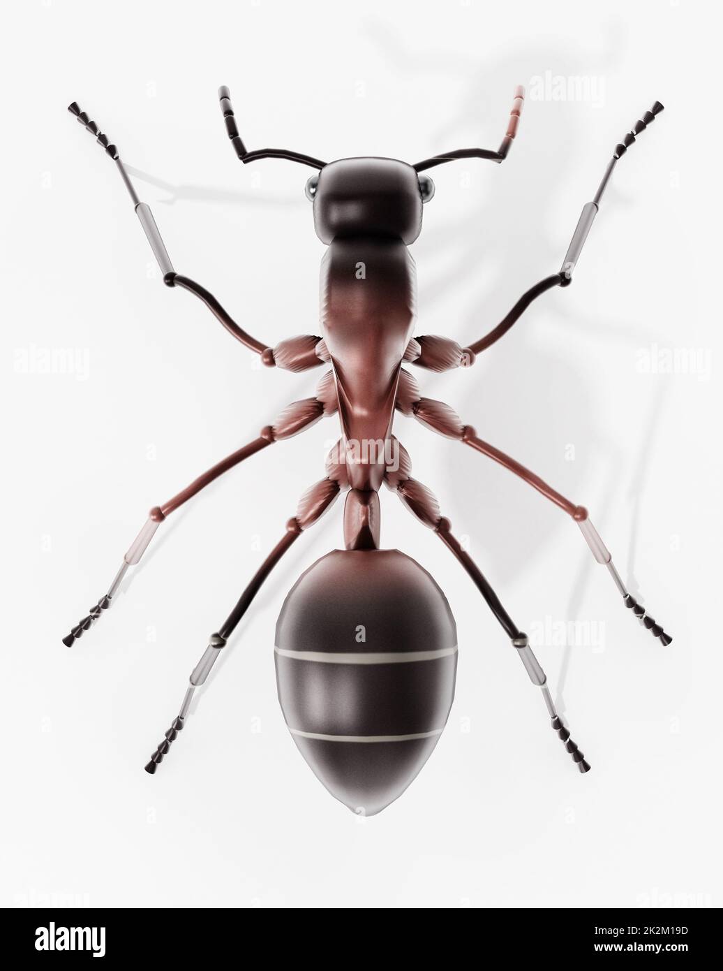 3D illustration of an ant. Top view. 3D illustration Stock Photo - Alamy