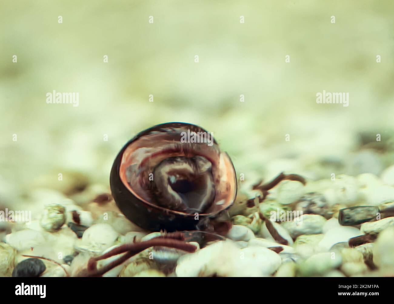 The underside of a steel helmet snail in an aquarium Stock Photo - Alamy