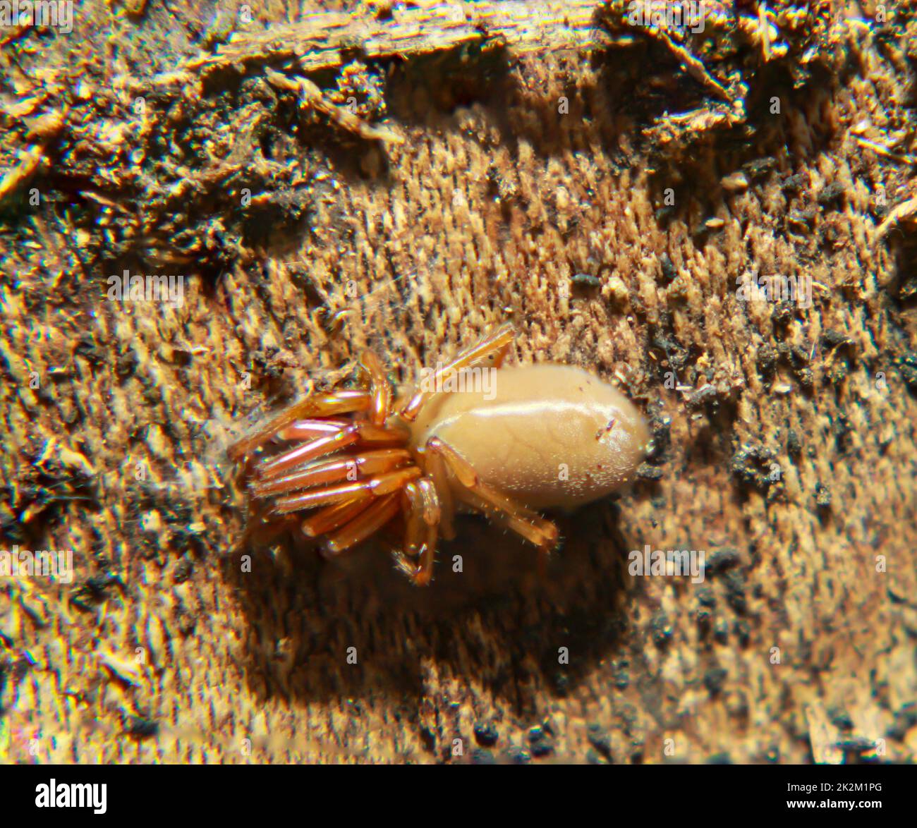 Close-up of a six-eyed spider. It is a family of the true web spiders ...
