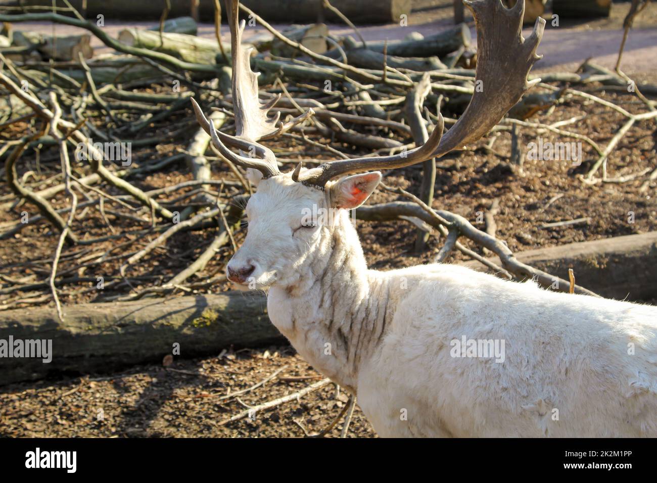 Deer, stags, cloven-hoofed animals in an enclosure Stock Photo - Alamy