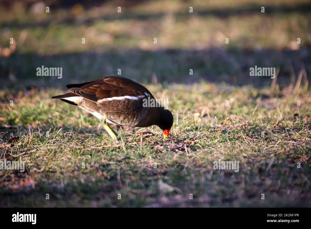 A pond rail, pond hen on the edge of a pond Stock Photo - Alamy