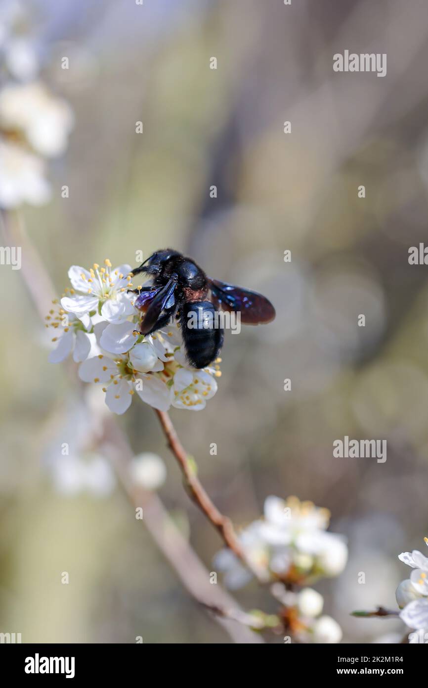 A portrait of a blue-black wood bee (Xylocopa violacea), a so-called ...