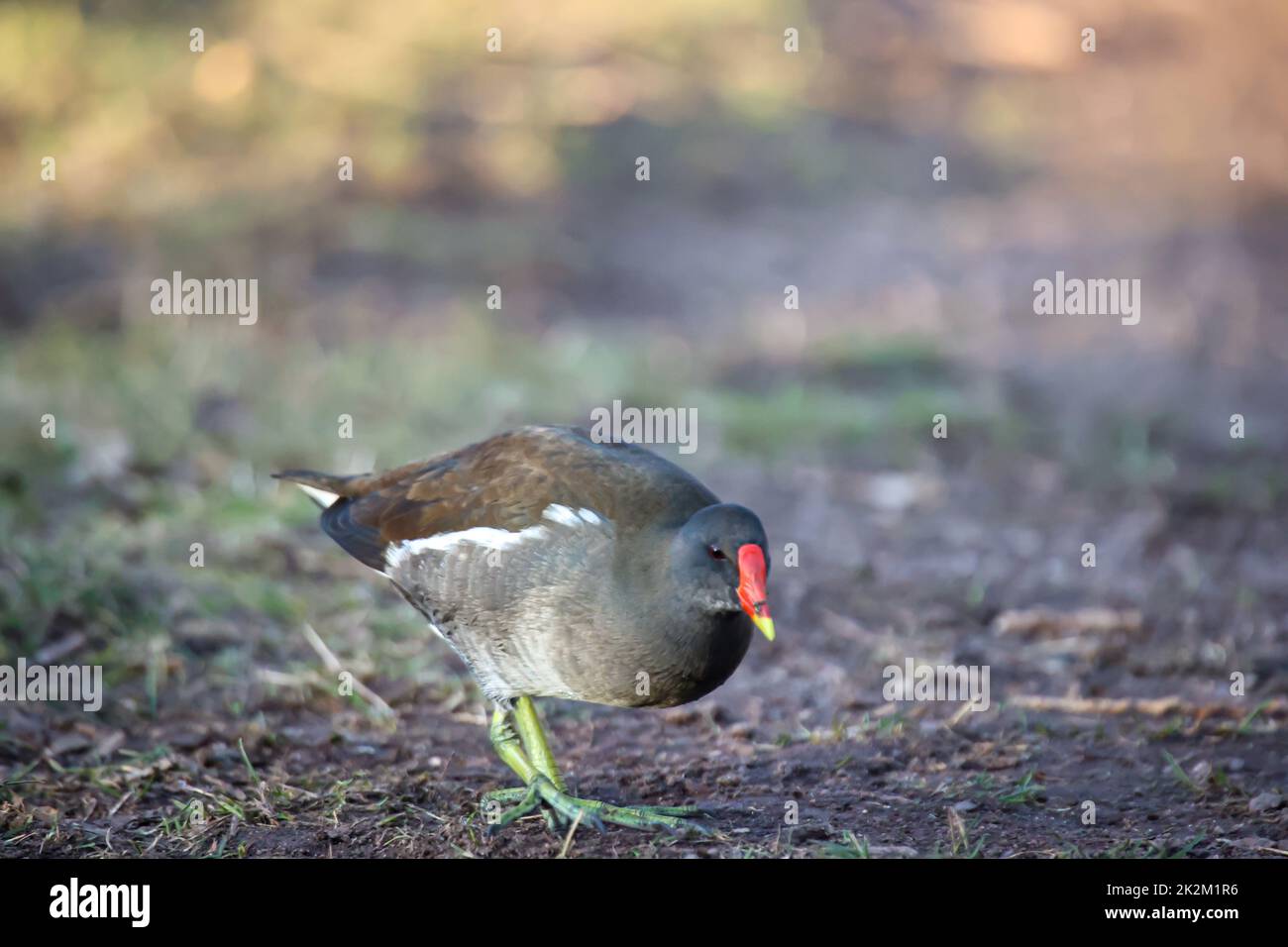 A pond rail, pond hen on the edge of a pond Stock Photo - Alamy
