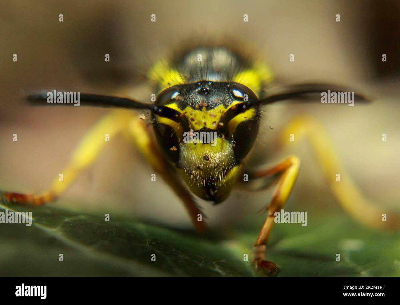An extreme close-up of a wasp. A wasp, Hymenoptera Stock Photo - Alamy