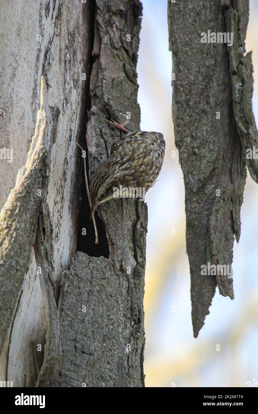 A garden treecreeper, Certhia brachydactyla brings nesting material to ...