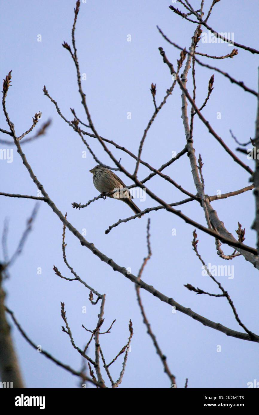 A gray bunting sits on a branch on a tree Stock Photo - Alamy