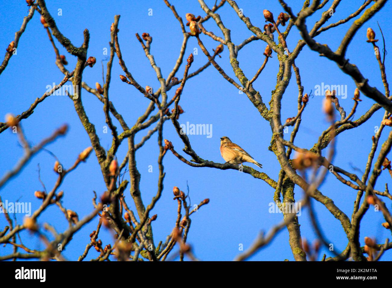 A blood linnet, also called linnet or flax finch on a tree Stock Photo ...