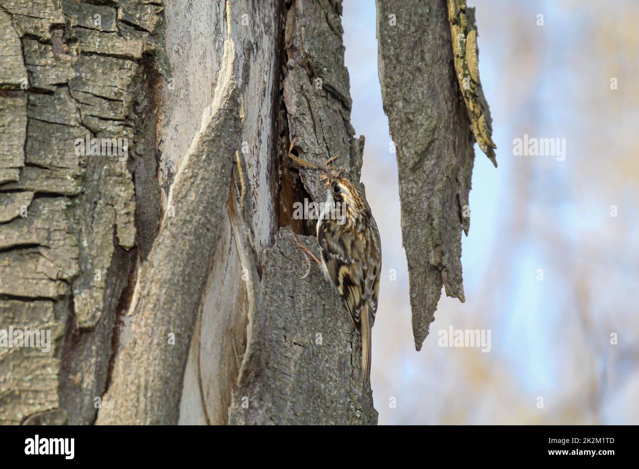 A garden treecreeper, Certhia brachydactyla brings nesting material to ...