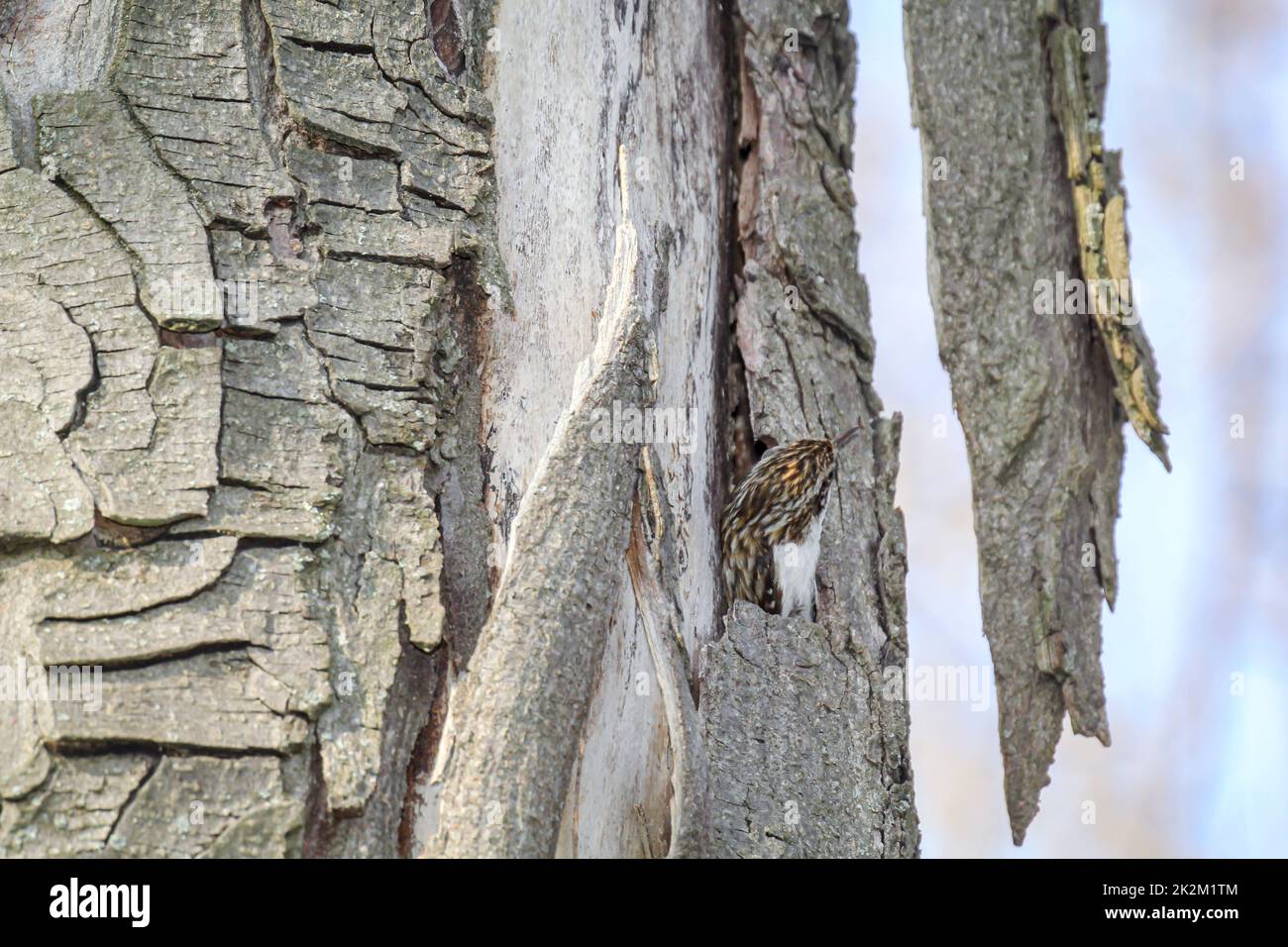 A garden treecreeper, Certhia brachydactyla brings nesting material to ...