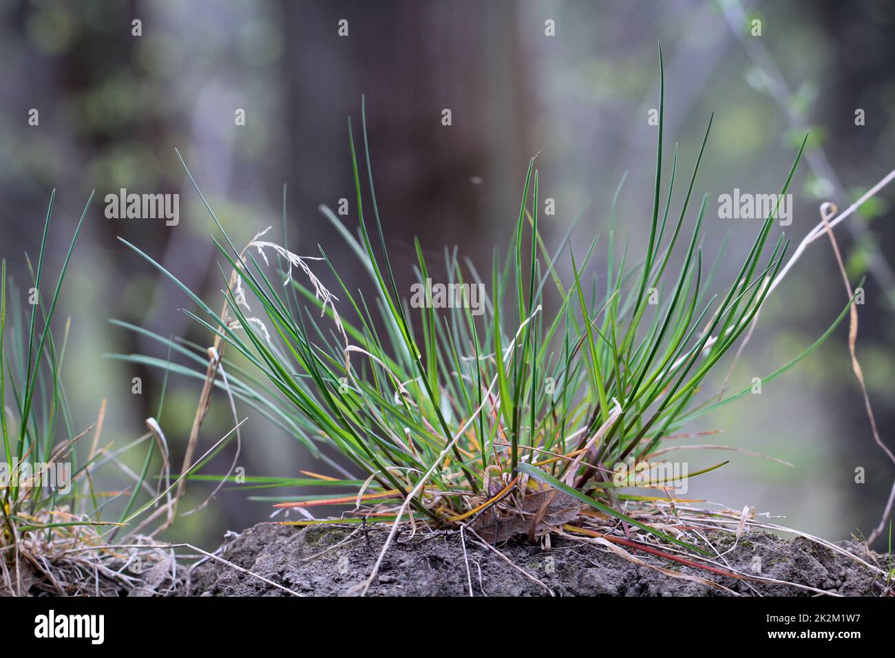 Tuft of grass hi-res stock photography and images - Alamy