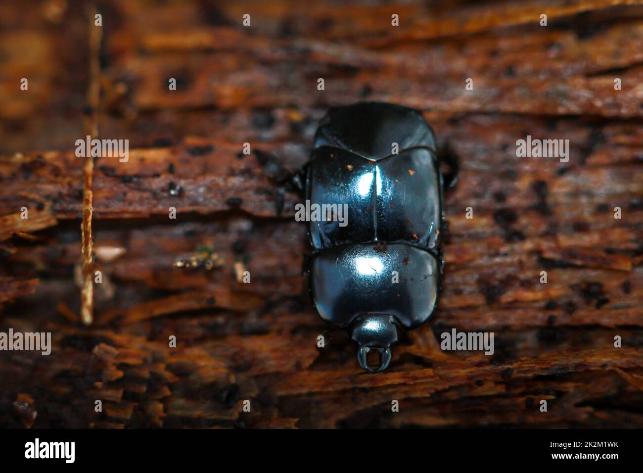 Shiny black beetle hi-res stock photography and images - Alamy