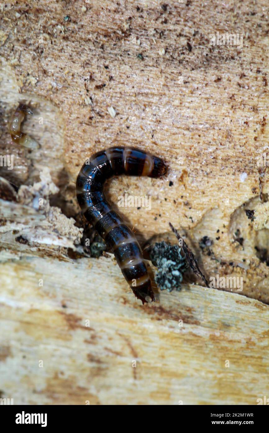 Close-up of a larva of a firefly, a short-winged moth Stock Photo - Alamy