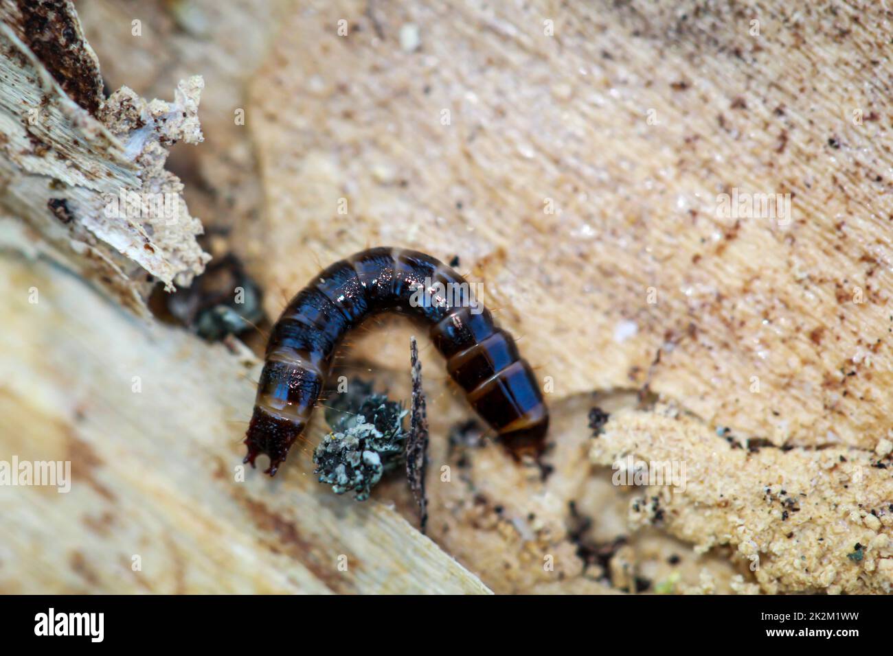 Firefly larvae hi-res stock photography and images - Alamy