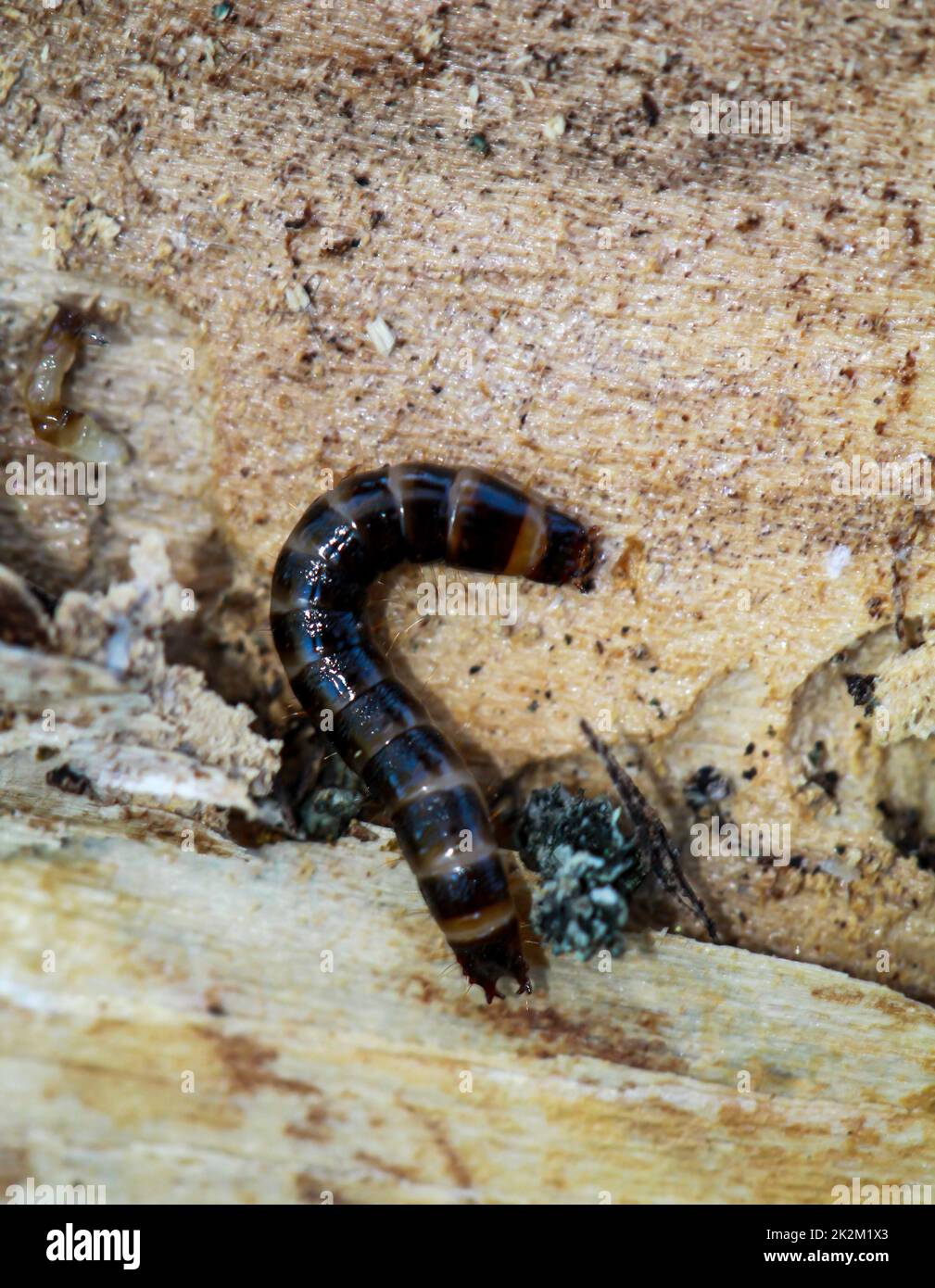 Close-up of a larva of a firefly, a short-winged moth Stock Photo - Alamy