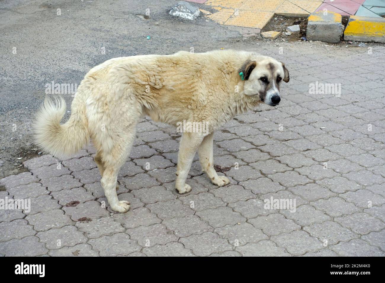 stray dogs lying freely on the road in the city center, stray stray ...
