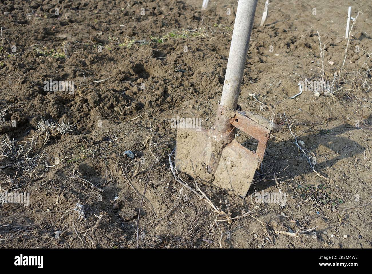 digging the garden area for planting with a digging shovel, digging ...