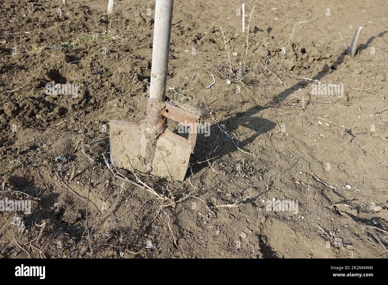 soil preparation for planting in spring, hoeing with a digging shovel ...