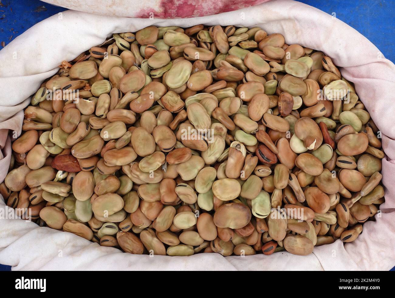 Unpackaged broad bean seeds, organic broad bean seeds, seed seller and ...