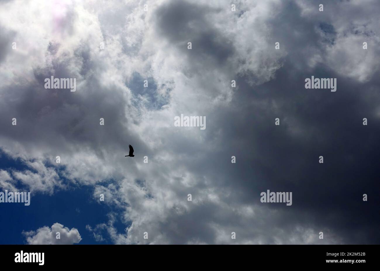 birds flying in the sky and clouds, sky and flying birds scenery Stock ...