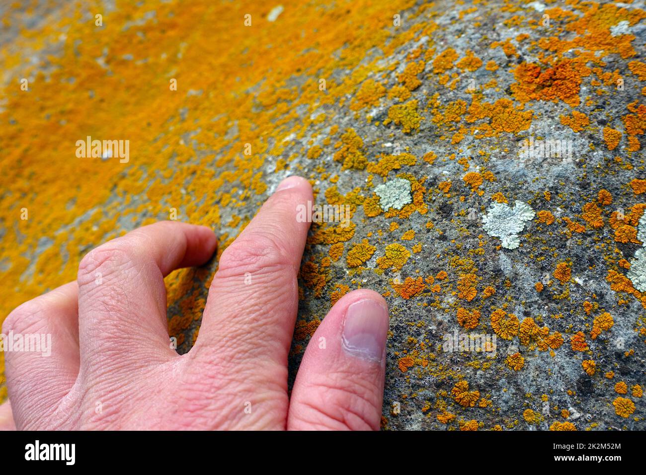 mossy old rocks, yellow moss-covered boulders, mossy rocks, and the ...
