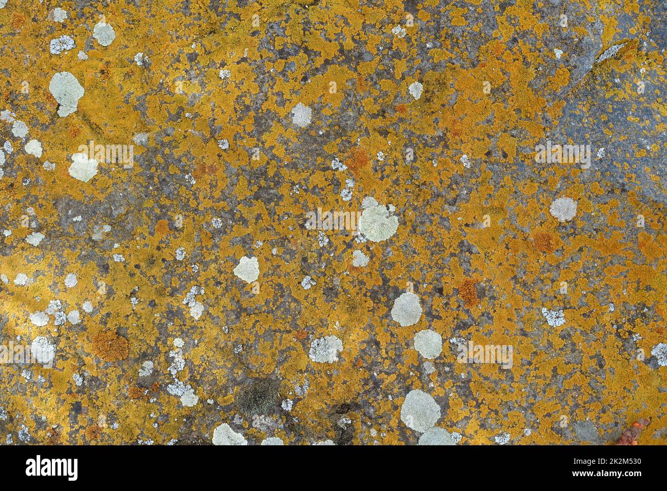 mossy old rocks, yellow moss-covered boulders, mossy rocks, and the ...