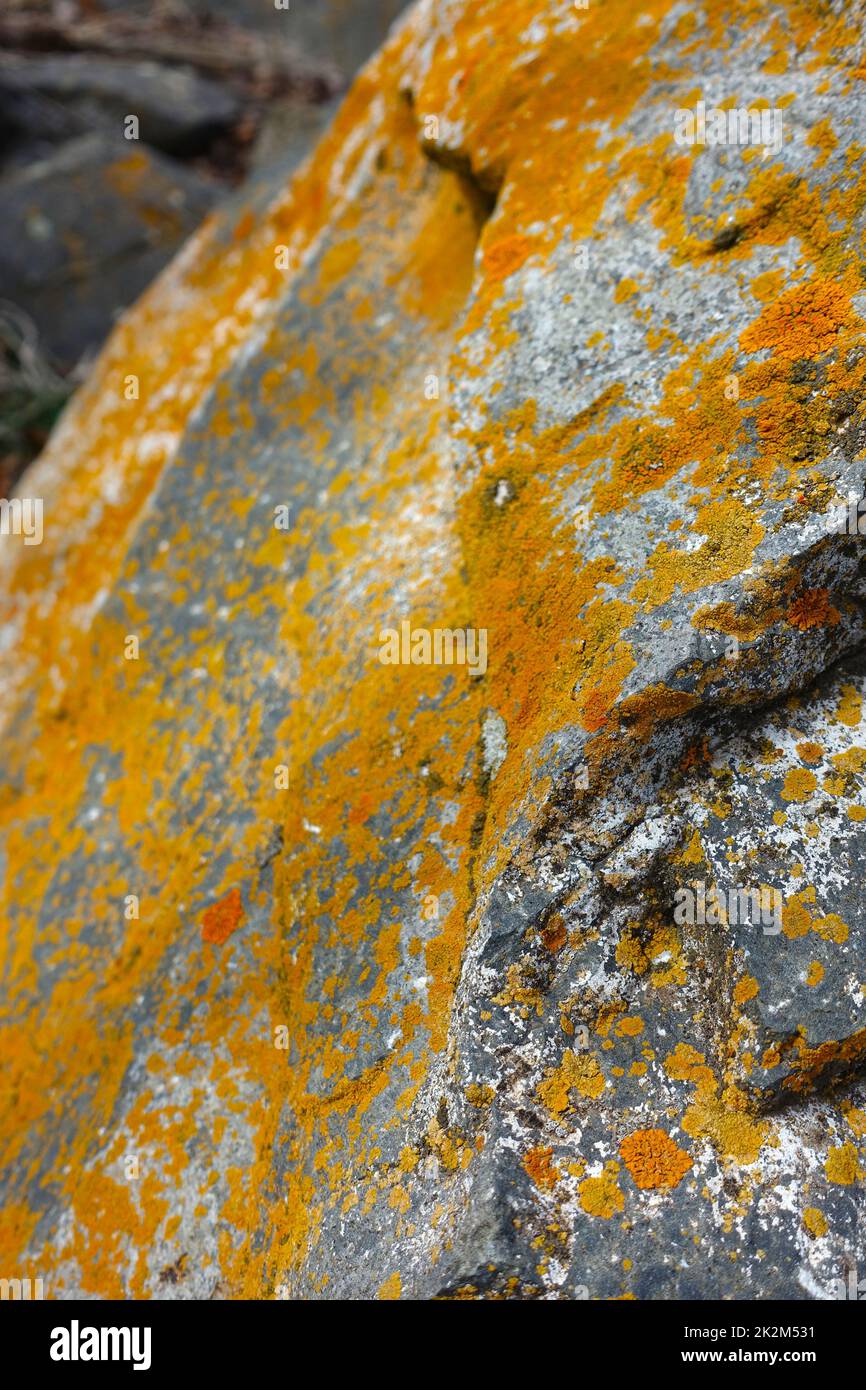 mossy old rocks, yellow moss-covered boulders, mossy rocks, and the ...