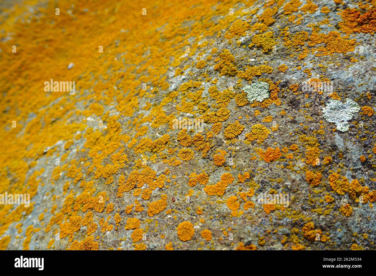 big boulders with yellow moss, rocks with yellow moss Stock Photo - Alamy
