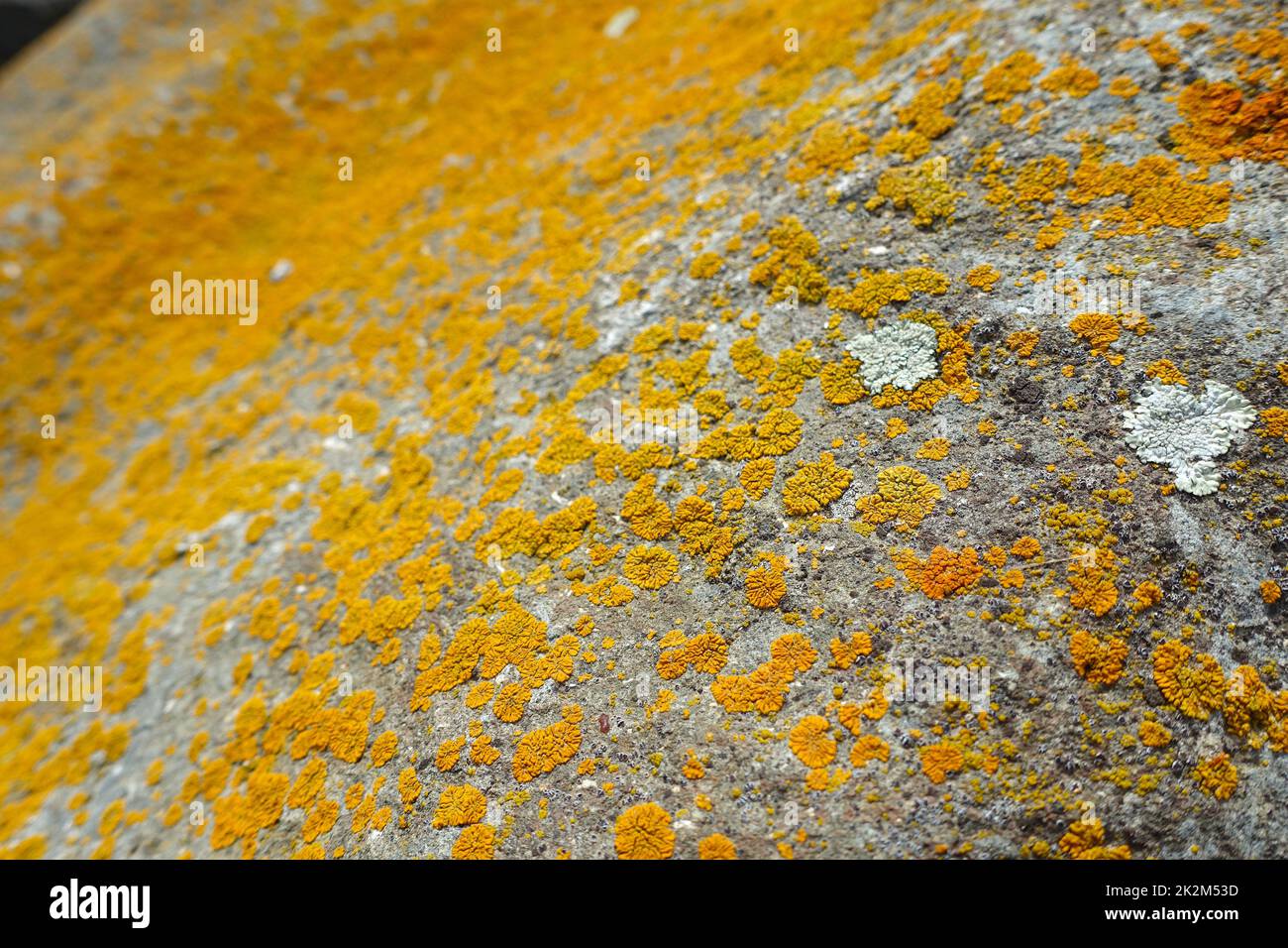 mossy old rocks, yellow moss-covered boulders, mossy rocks, and the ...