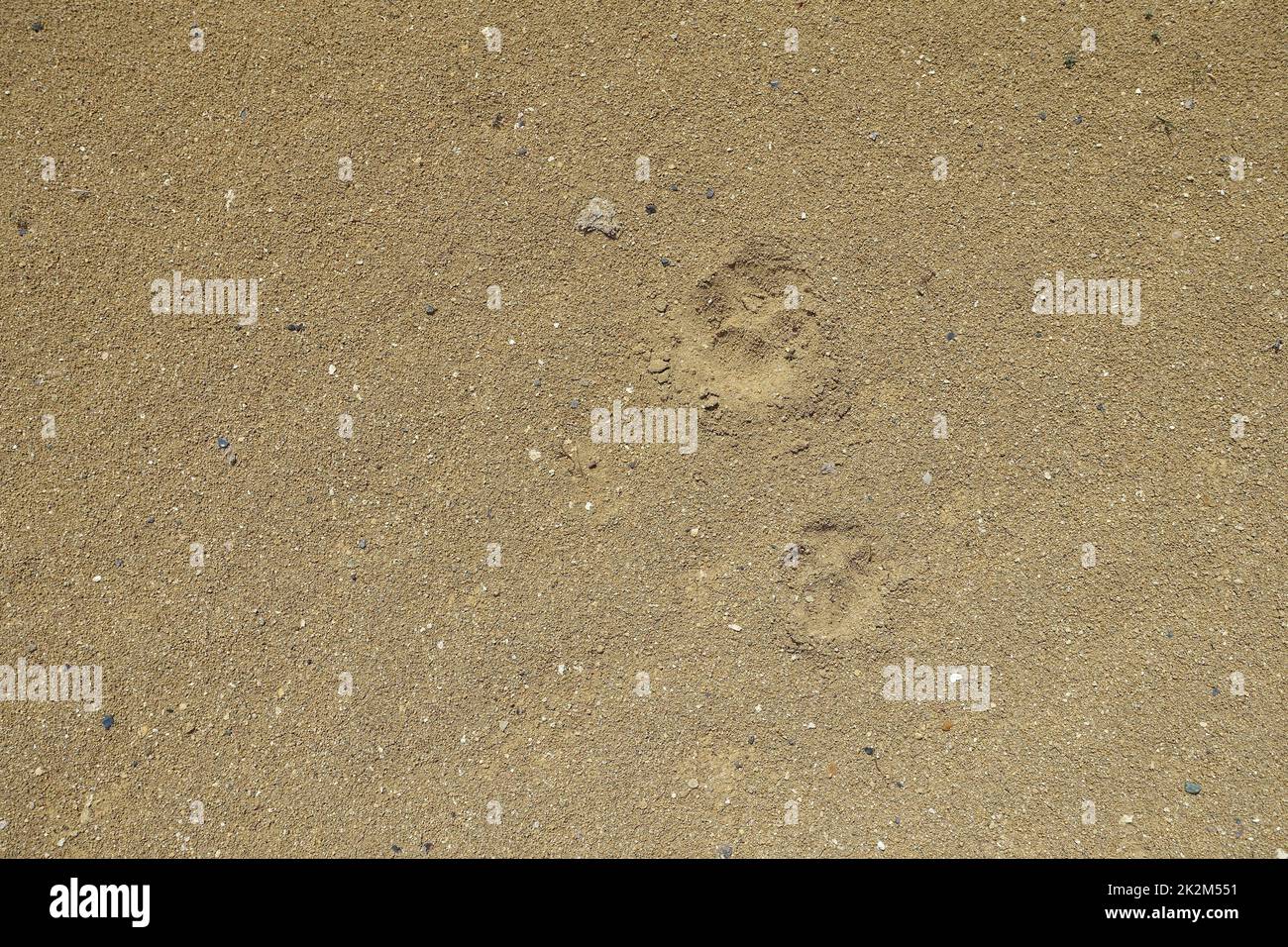 soil types-yellow soil type, sandy and hard rock yellow soil, soil ...