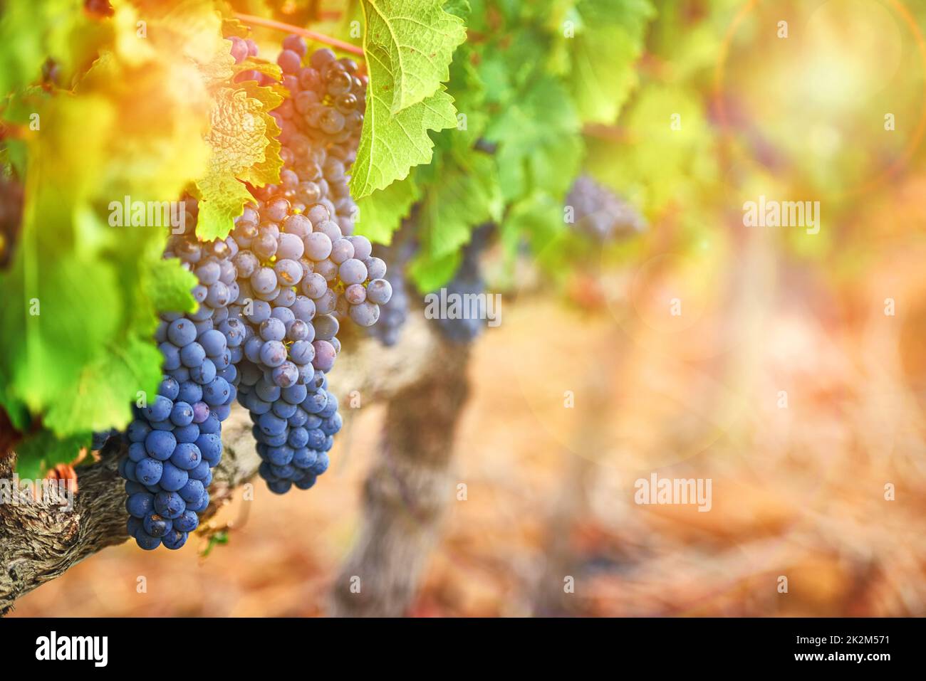Zoom on a bunch of grapes hi-res stock photography and images - Alamy