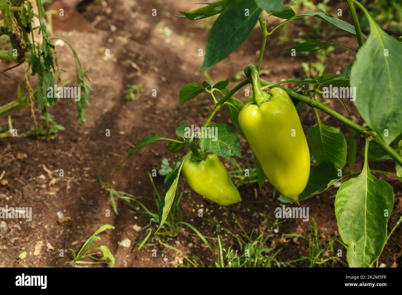 Bell pepper in the greenhouse. Green bell pepper hanging on a branch ...