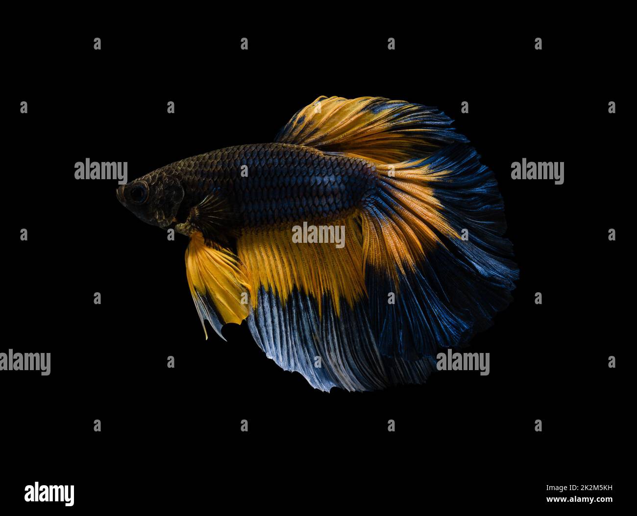 Orange and black fish hi-res stock photography and images - Alamy