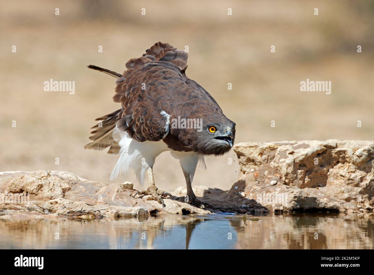 Black-breasted snake eagle drinking water Stock Photo - Alamy