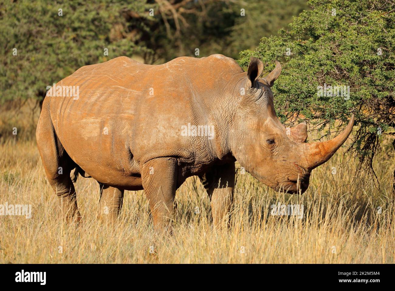White rhinoceros in natural habitat Stock Photo - Alamy