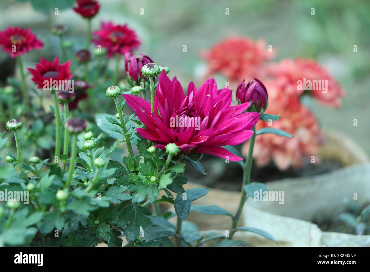 Garden chrysanthemum bushes. Big balls with bright flowers on the field ...
