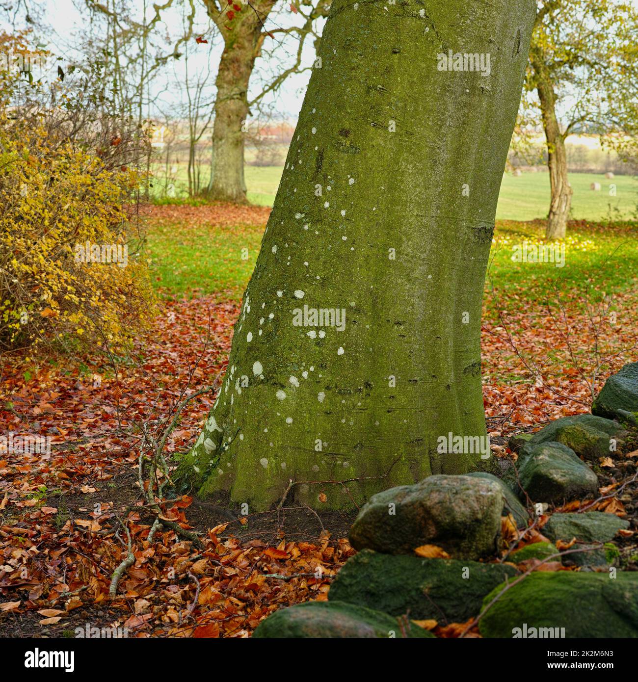 Autumn wonderland. Closeup cropped image of moss-covered tree trunks ...