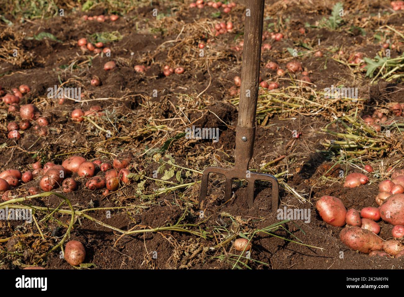 Pitchfork sticking out of the ground. Potato digging. Harvesting ...