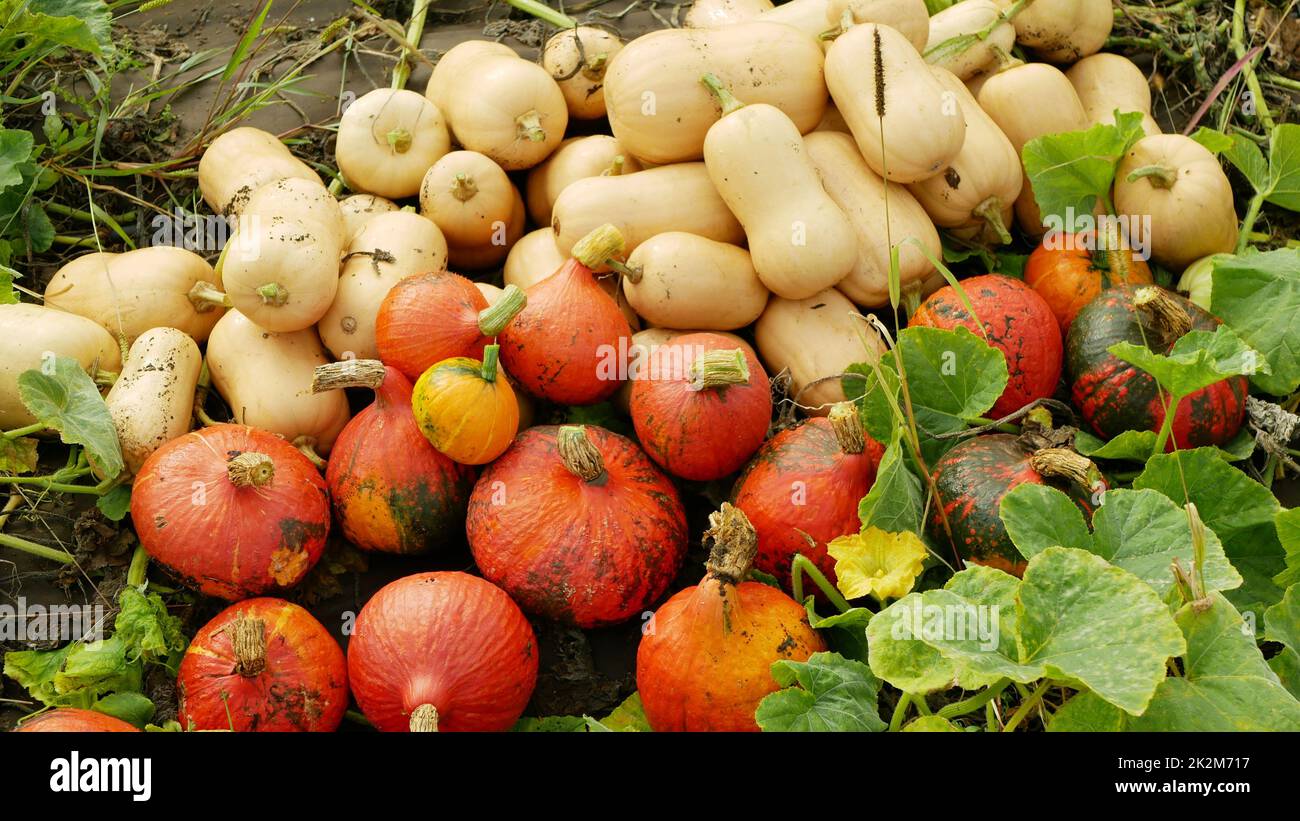 Pumpkin harvest hokkaido pile harvesting Cucurbita maxima pepo moschata ...
