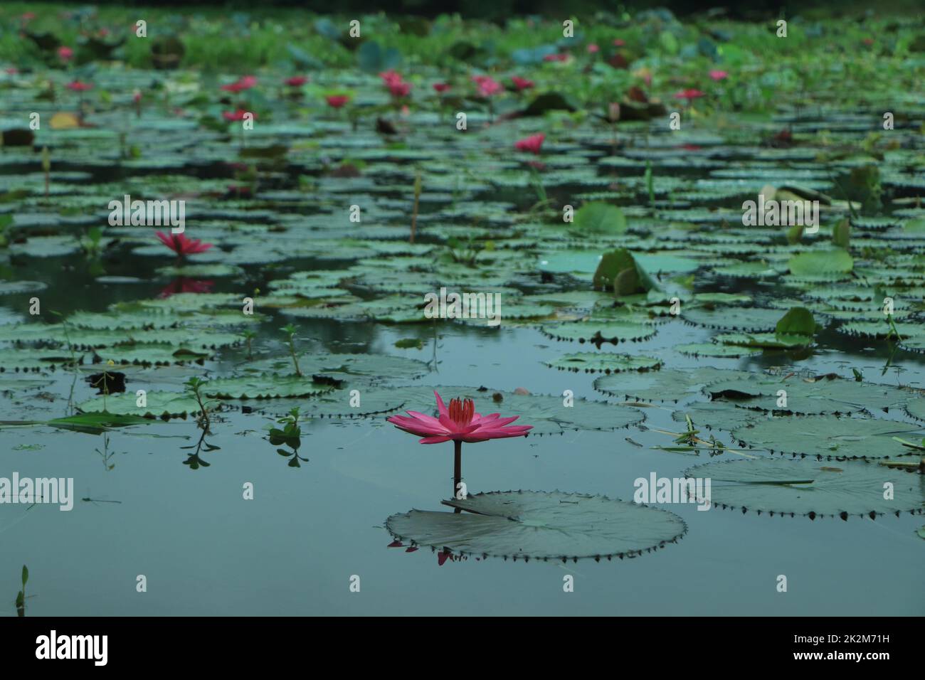 Pink lotus flower on lily pads floating on water Stock Photo - Alamy