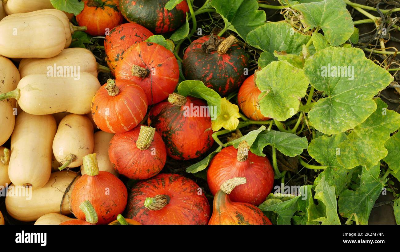 Pumpkin harvest hokkaido pile harvesting Cucurbita maxima pepo moschata ...