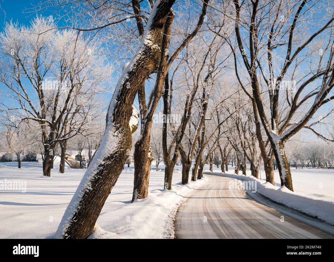 Winter frozen trees at Mont Royal, Montreal, Quebec, Canada Stock Photo ...