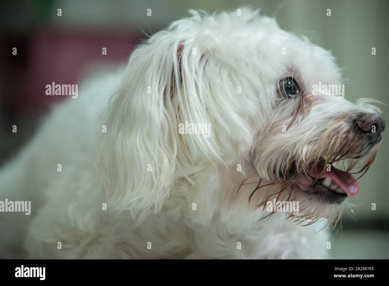 cute white dog with a greedy face Stock Photo - Alamy