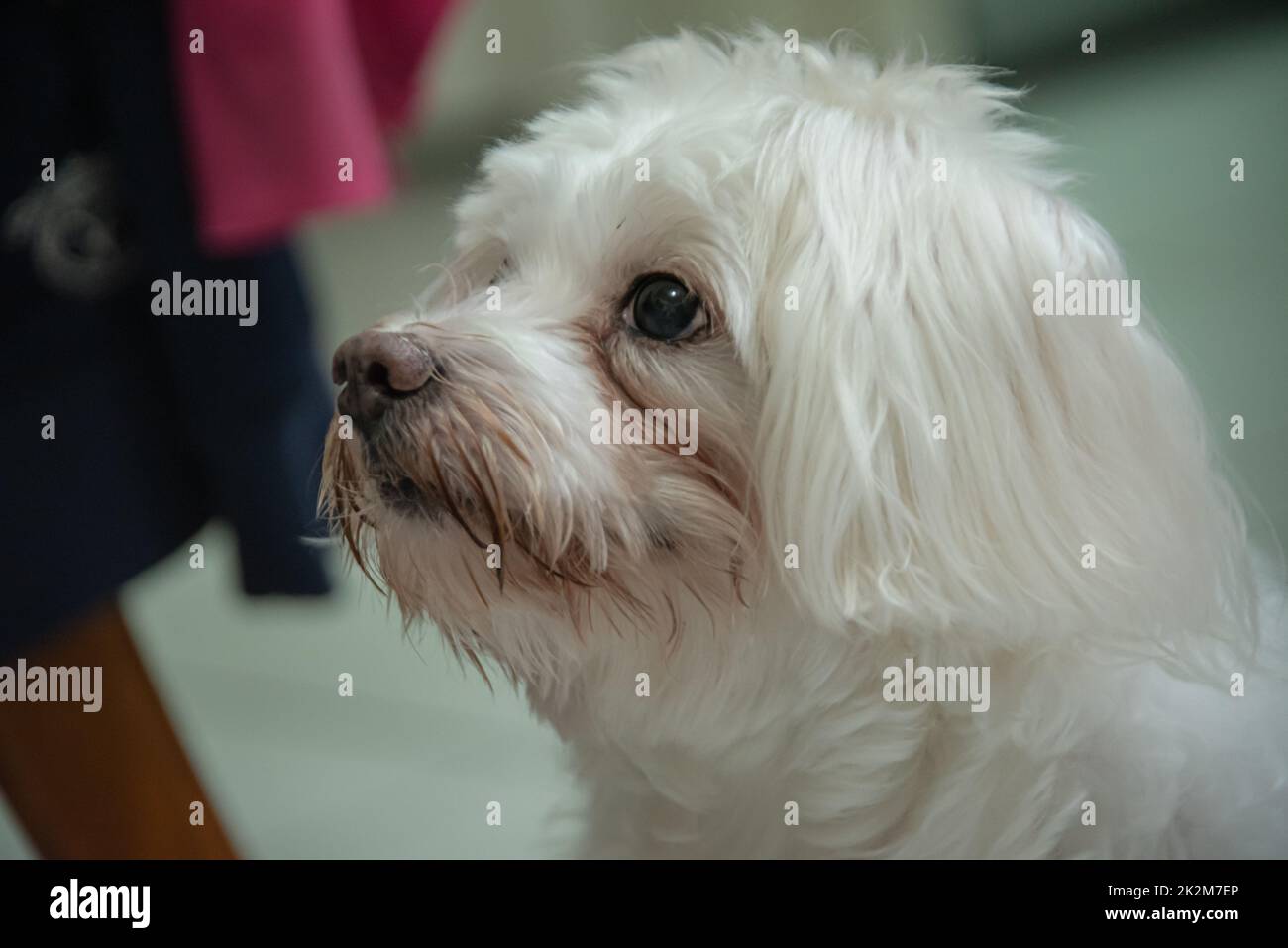 cute white dog with a greedy face Stock Photo - Alamy