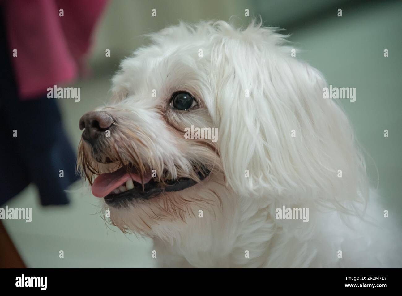 cute white dog with a greedy face Stock Photo - Alamy