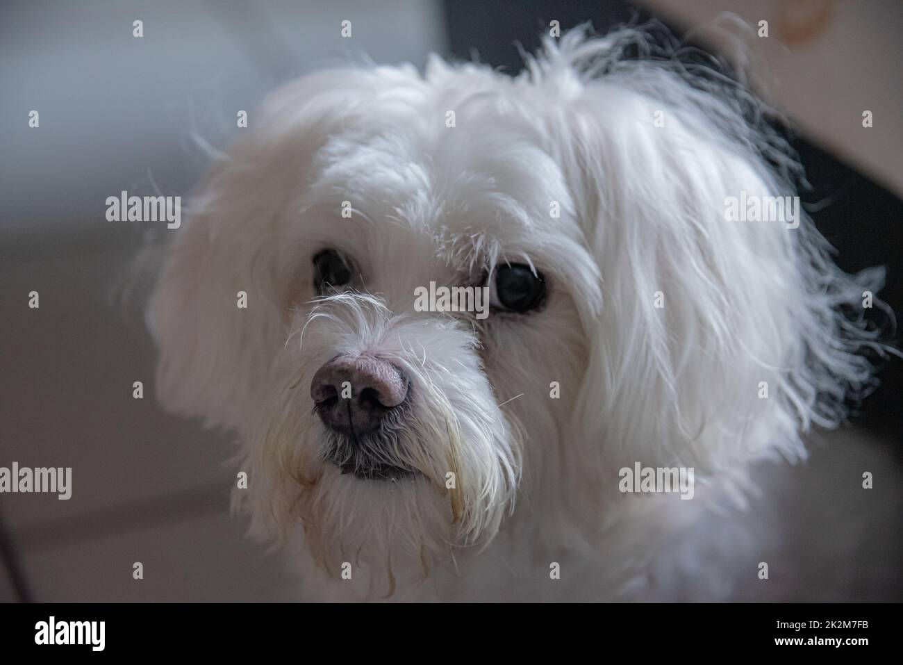 cute white dog with a serious face Stock Photo - Alamy