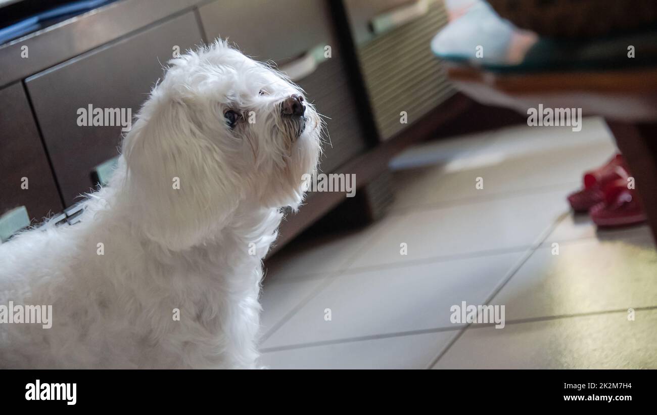 cute white dog with a serious face Stock Photo - Alamy