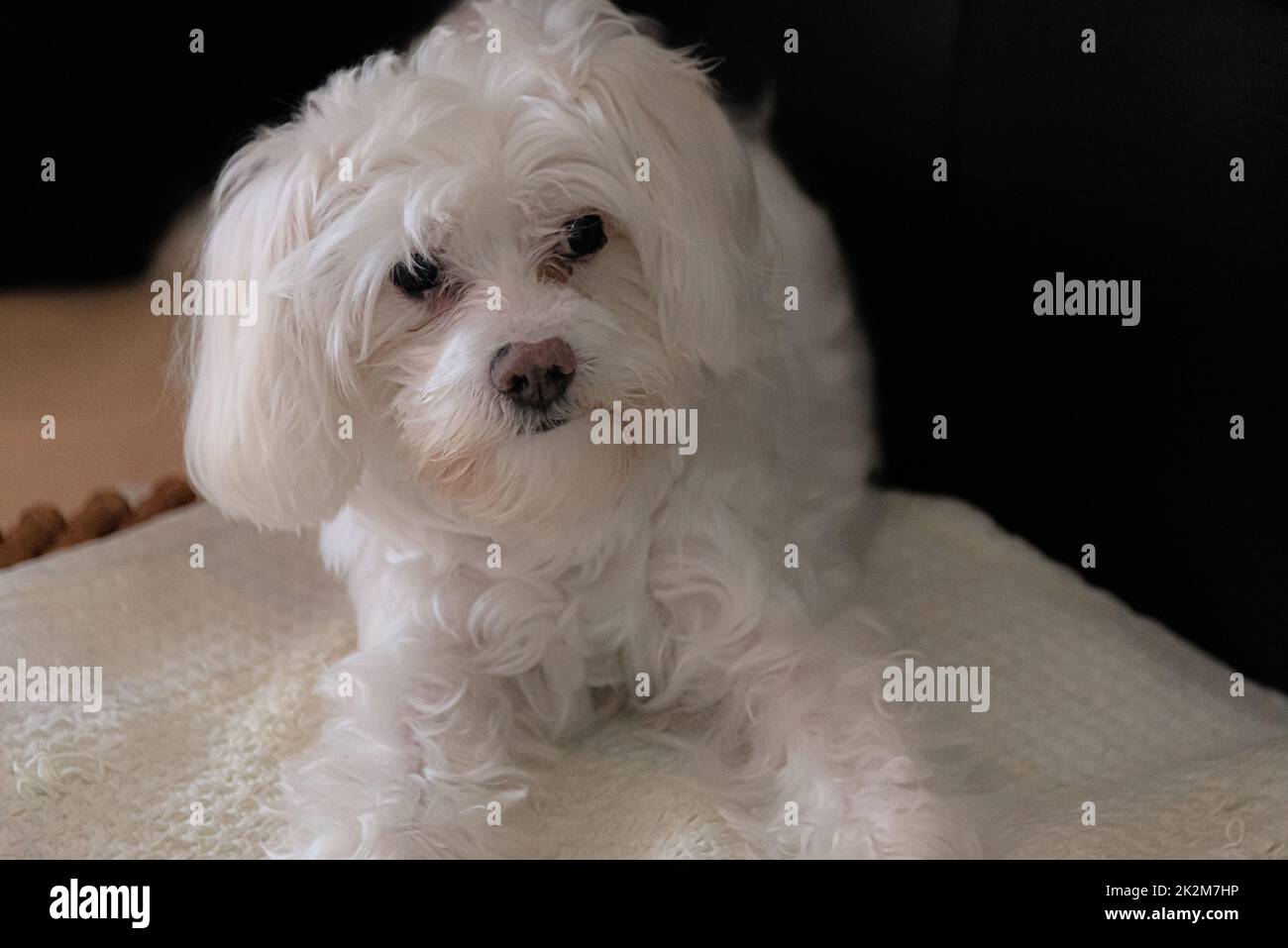 cute white dog with a serious face Stock Photo - Alamy