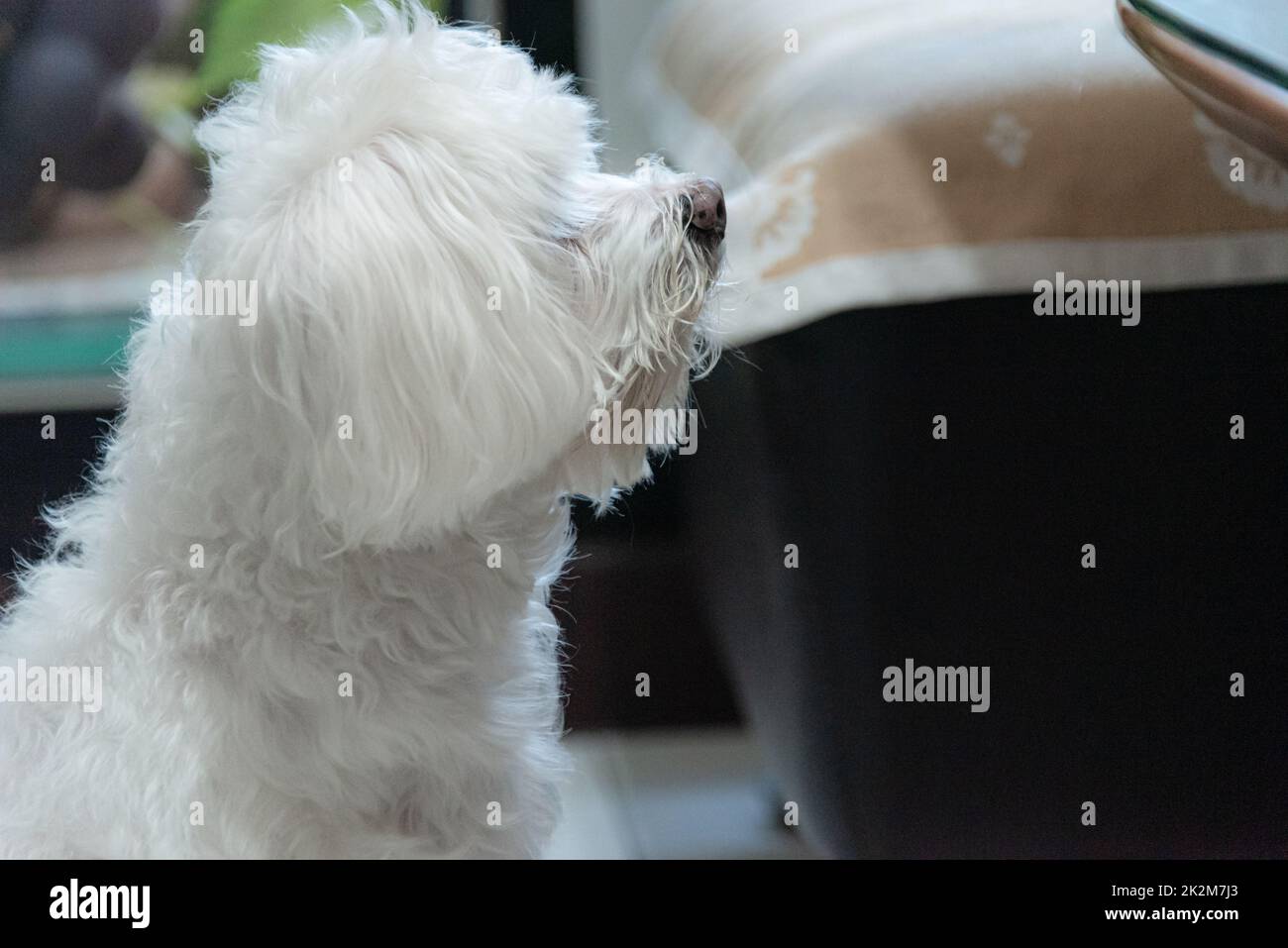 cute white dog with a greedy face Stock Photo - Alamy