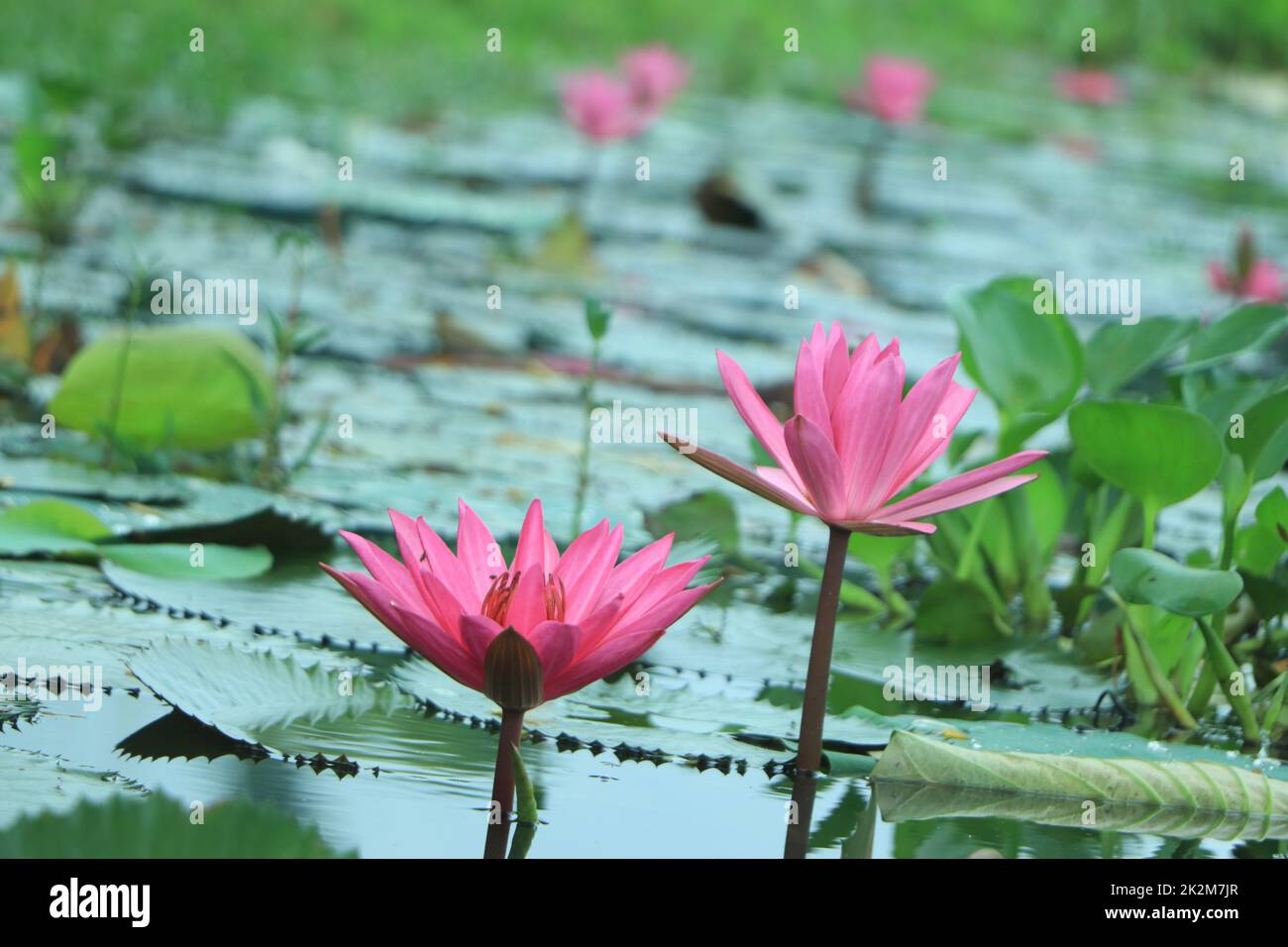 lotus Pink light purple floating light sparkle purple background Stock ...