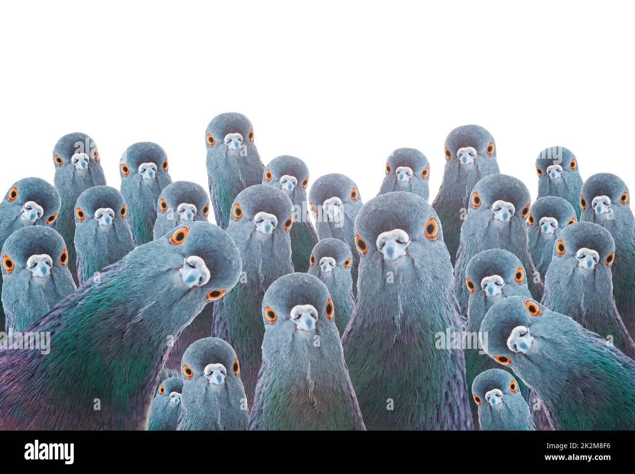 many pigeons looking at the camera isolated on white Stock Photo - Alamy